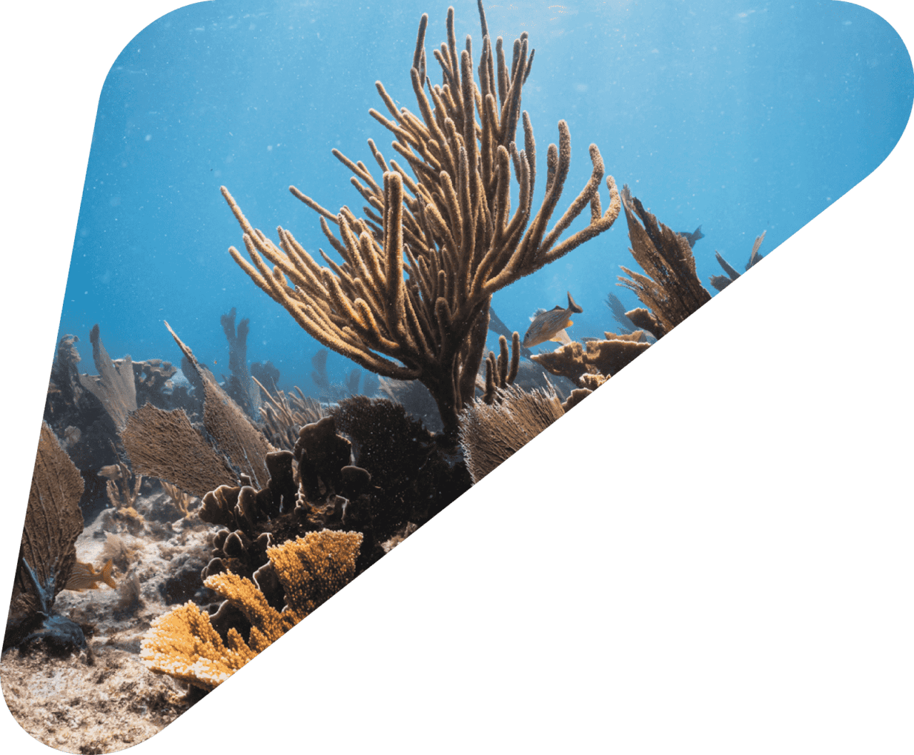Guardians - Mission: Iconic Reefs