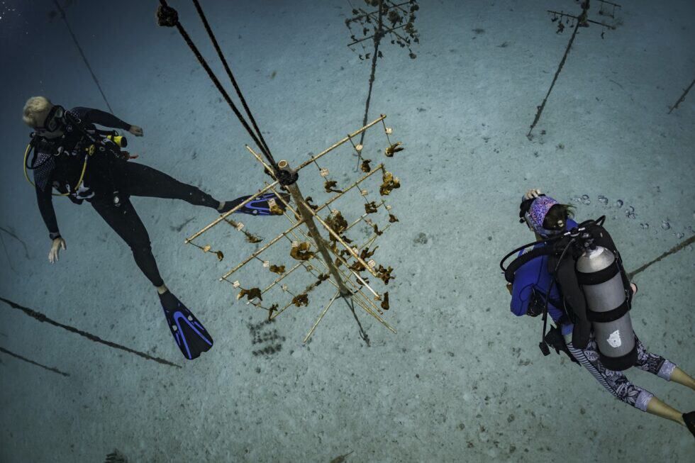 Guardians - Mission: Iconic Reefs