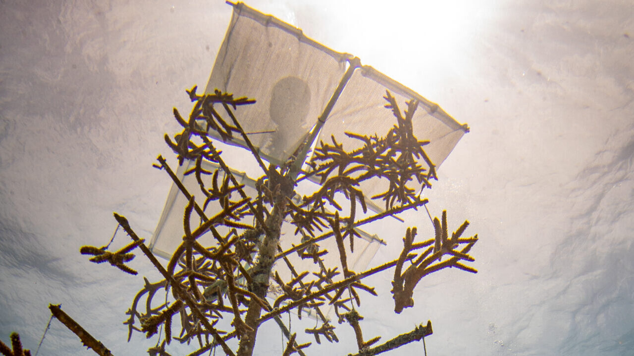 Corals - Mission: Iconic Reefs