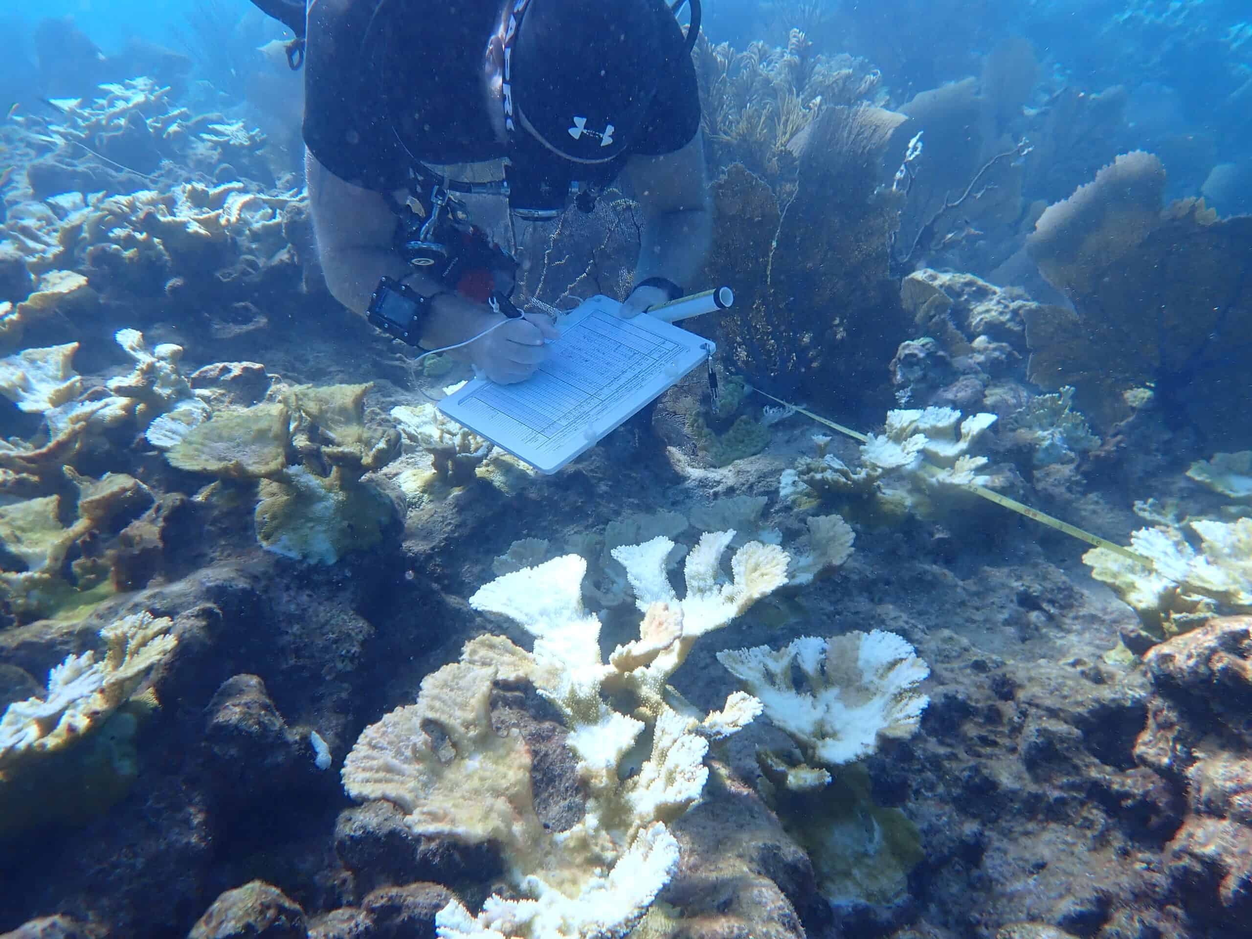 Home - Mission: Iconic Reefs